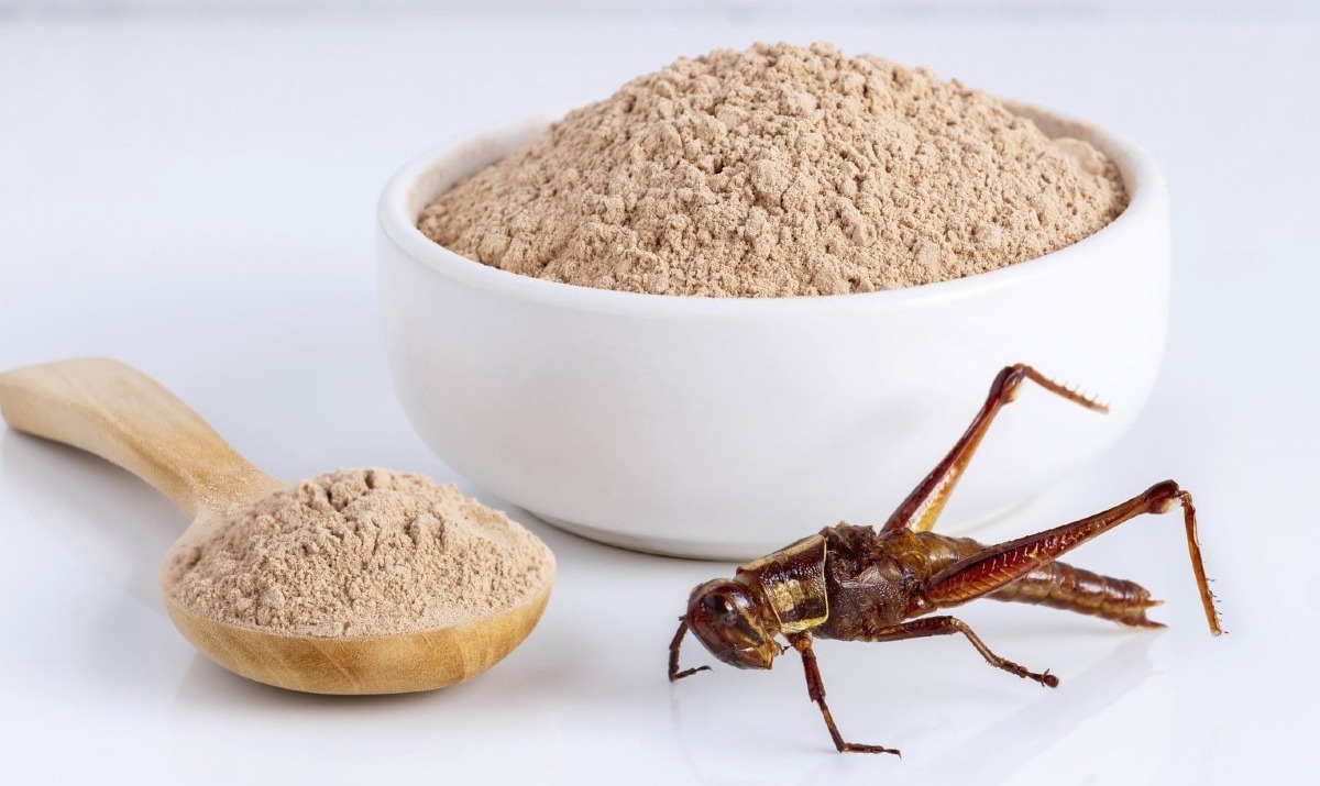 Lâ€™Europa apre alla farina di grillo. Dal pane ai biscotti, tutto quello che devi sapere ...